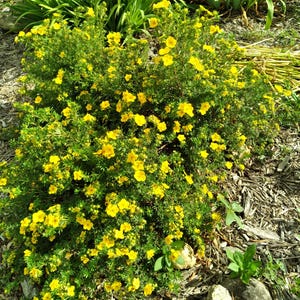 Yellow Potentilla, Potentilla Fruticosa 'goldfinger' One (1) 4 1/2 ...