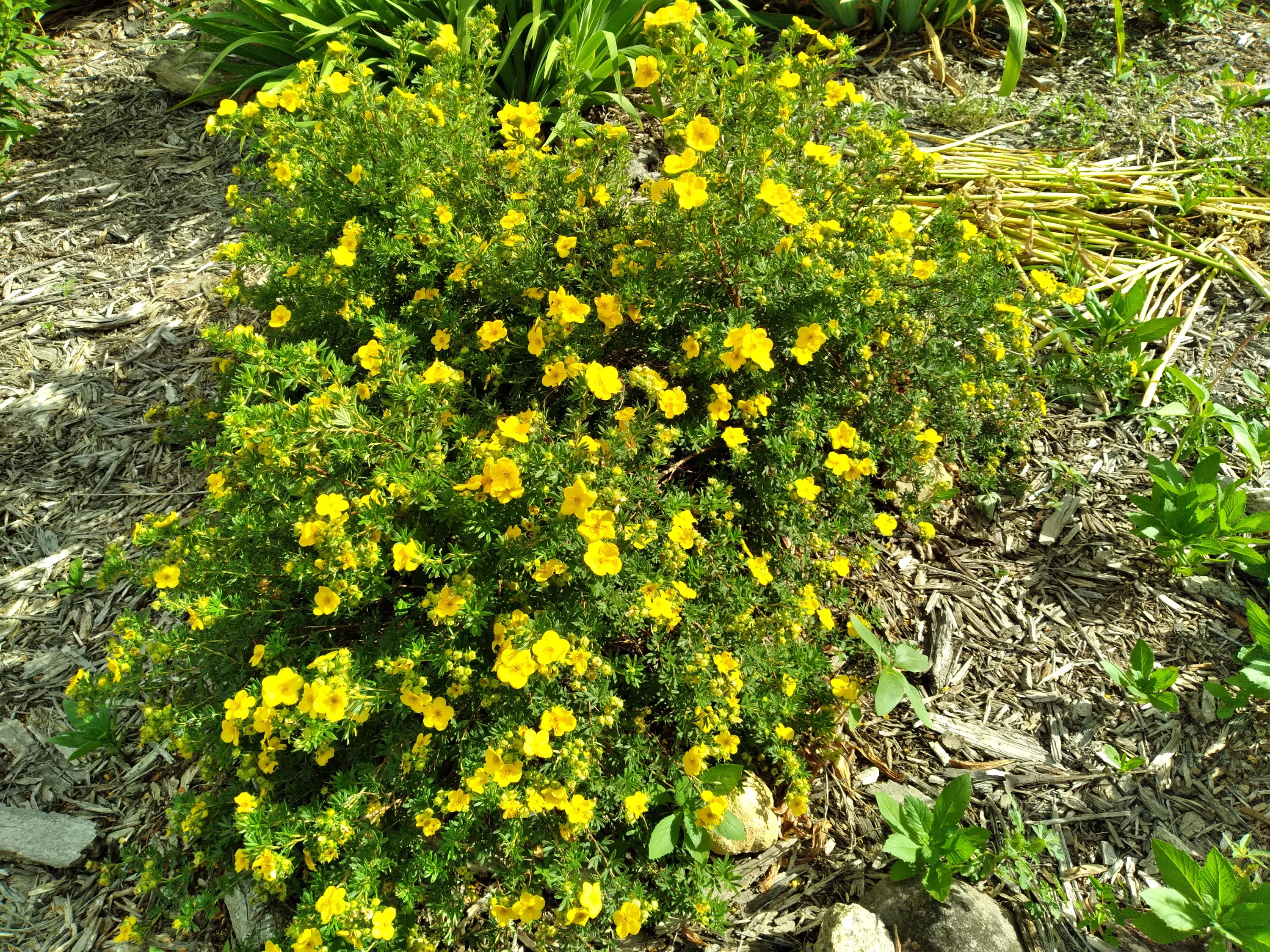 Goldfinger Potentilla Shrub, Live Starter Plant, Yellow Flowers - Etsy