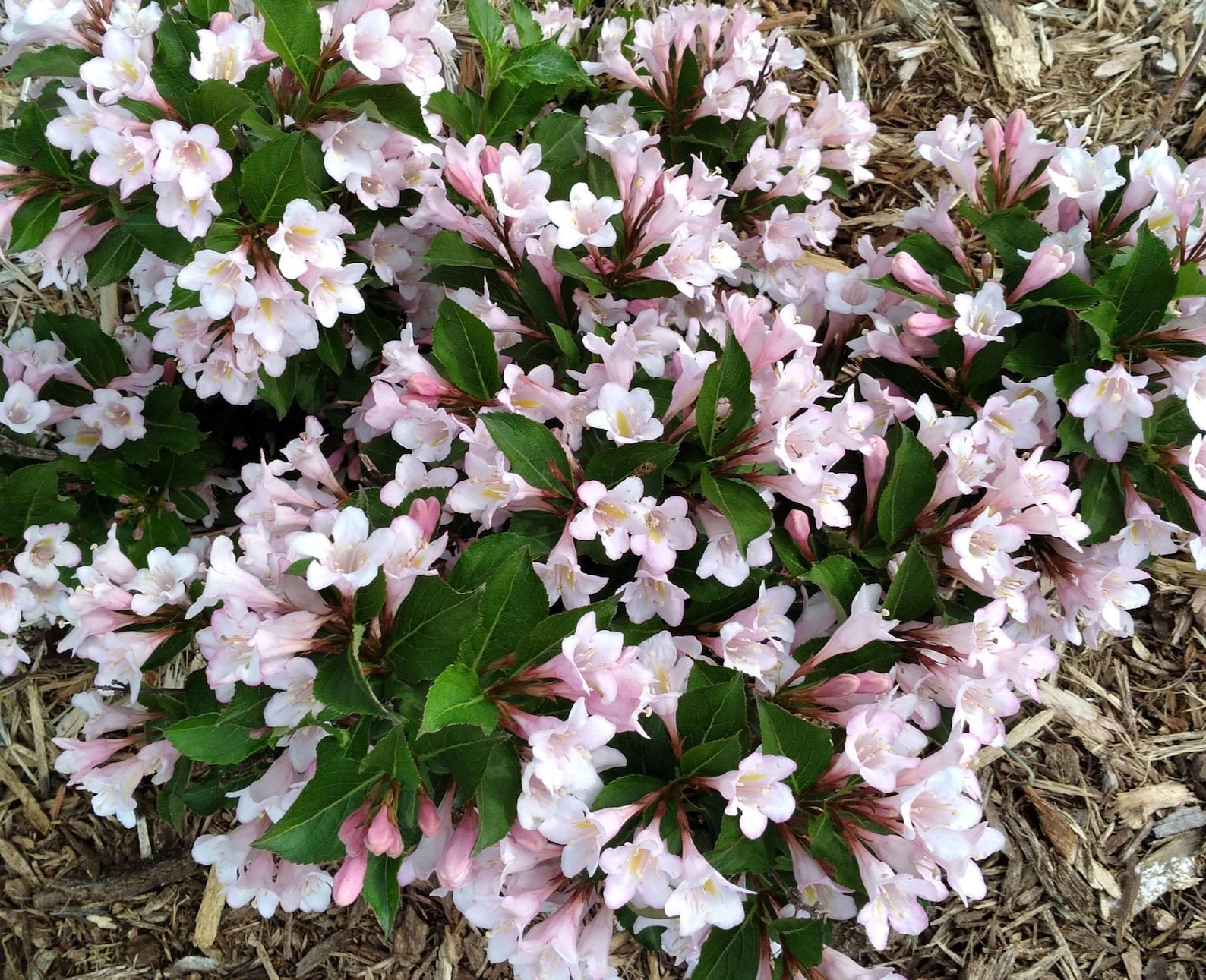 Weigela Florida 'polka' 4 1/2" (1) One Starter Plant! Live Plant ...