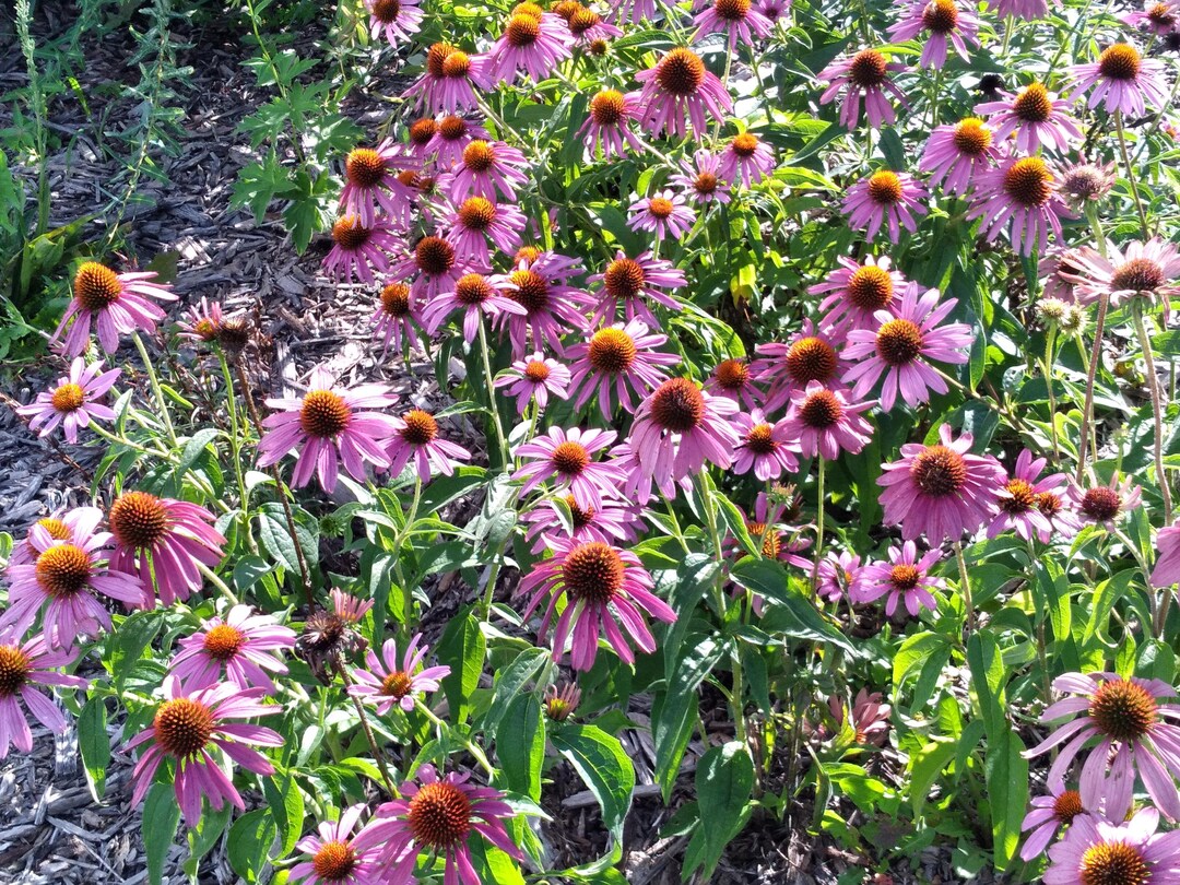 Coneflower, Echinacea Purpurea 'prairie Splendor Deep Rose', Echinacea ...
