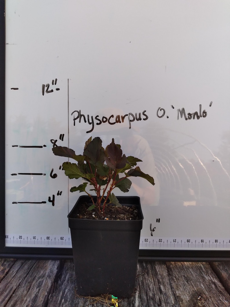 Purple Ninebark, Physocarpus Opulifolius 'monlo', (1) One 4 1/2 ...