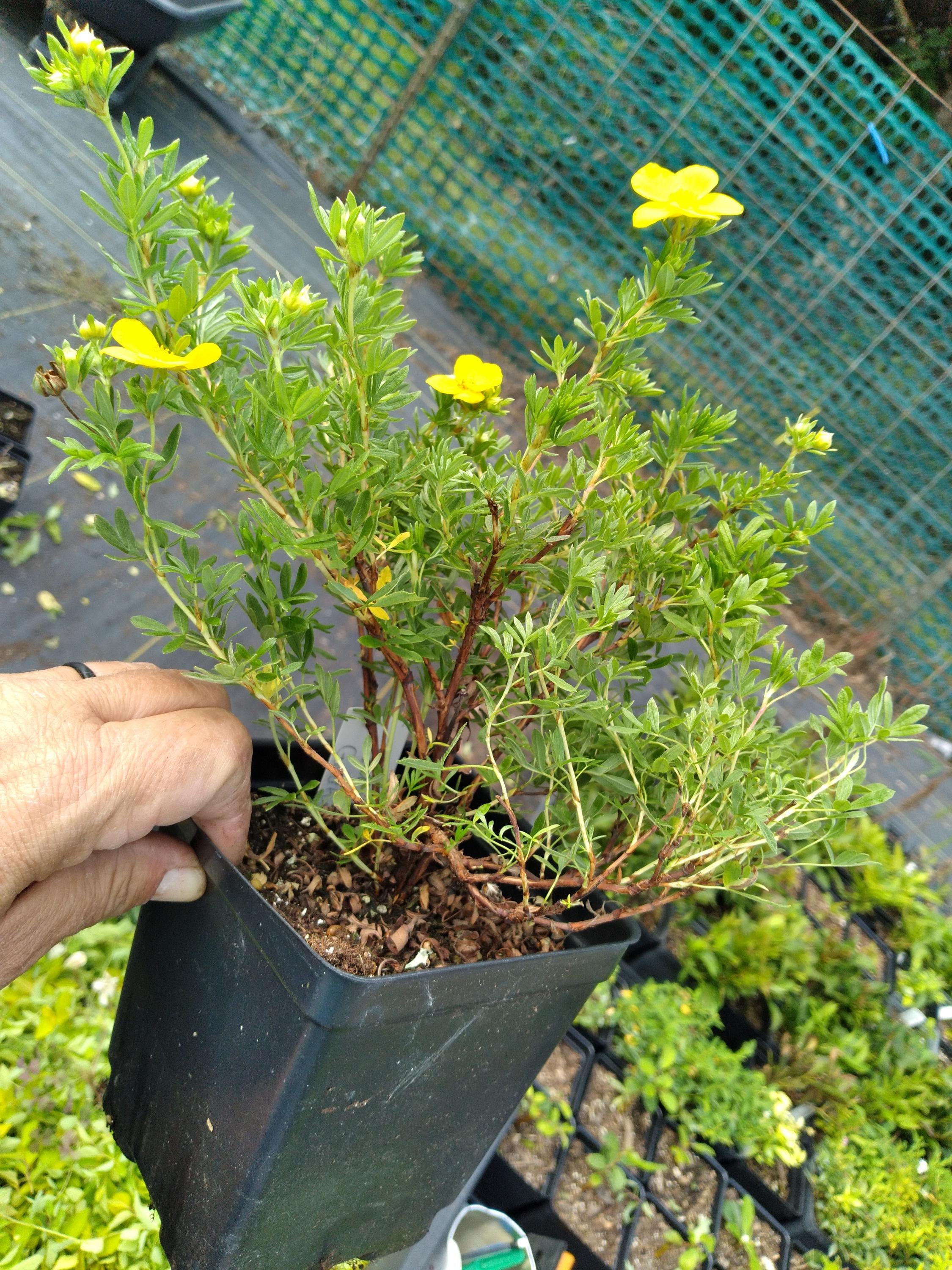 Yellow Potentilla, Potentilla Fruticosa 'goldfinger' One (1) 4 1/2 ...