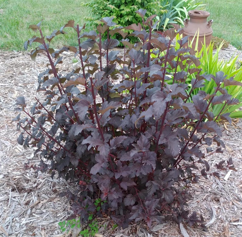 Monlo Ninebark Shrub, Dark Burgundy Leaves, Pink Blooms, Butterfly ...