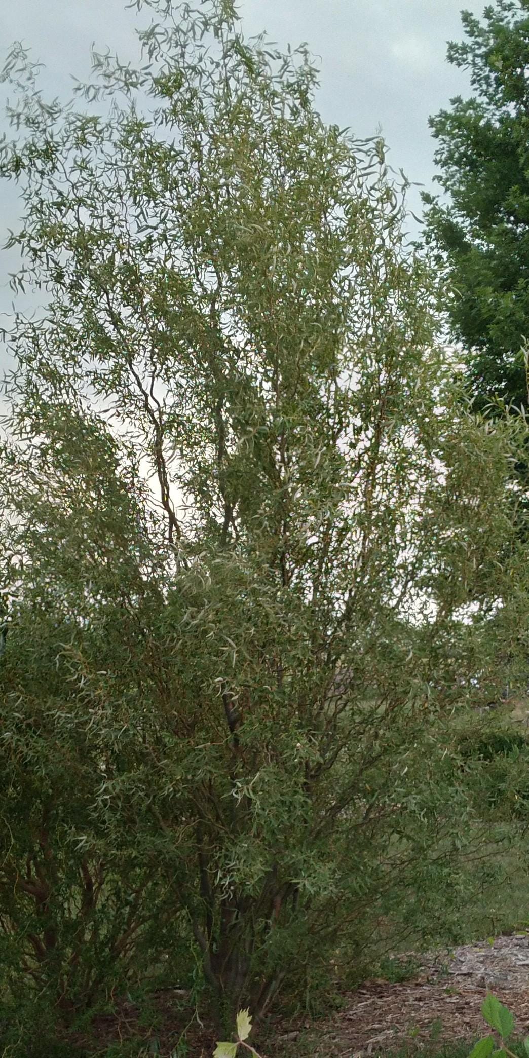 Scarlet Curls Willow, Red Curly Willow Shrub, Live Starter Plant - Etsy