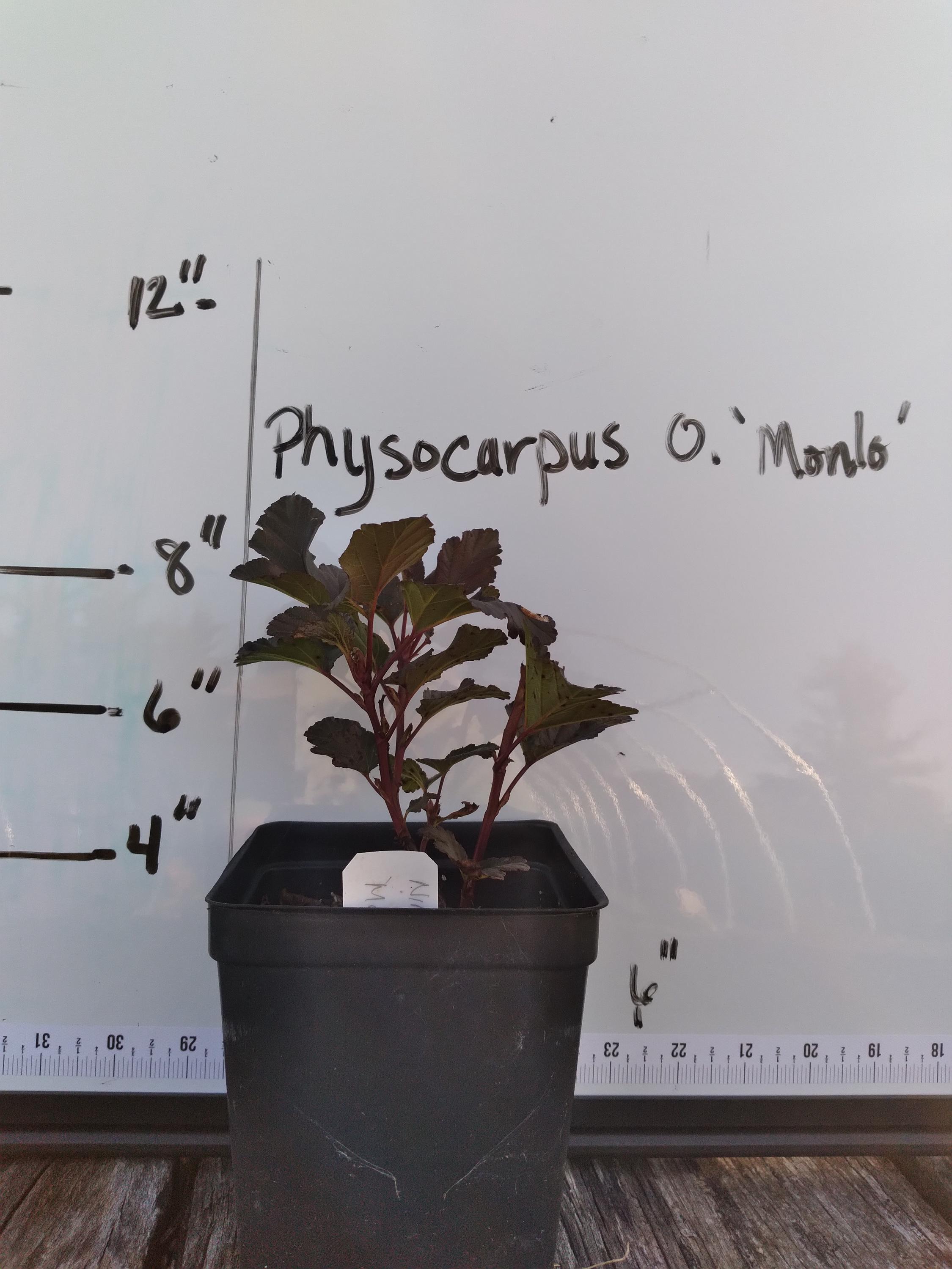 Purple Ninebark, Physocarpus Opulifolius 'monlo', (1) One 4 1/2 ...