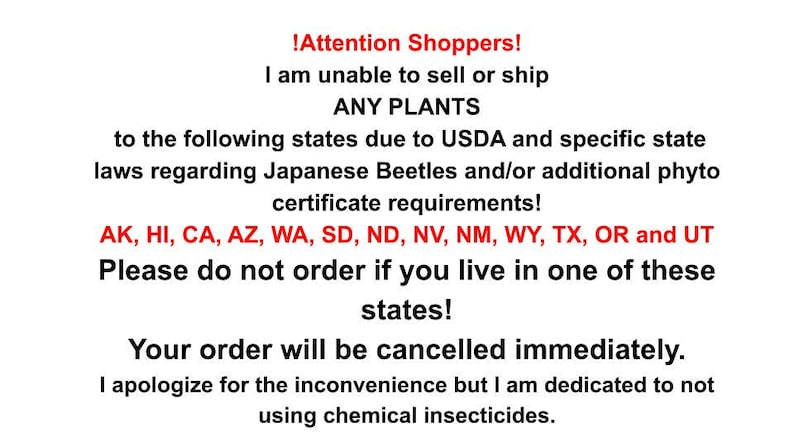 Ninebark, Physocarpus Opulifolius 'nugget' Ninebark One (1) 4 1/2 ...