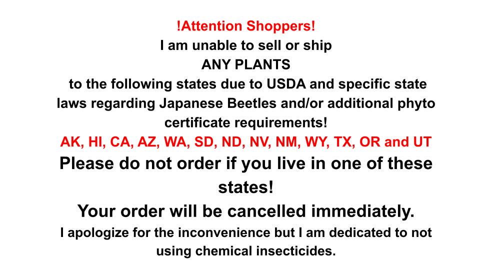 Ninebark, Physocarpus Opulifolius 'nugget' Ninebark One (1) 4 1/2 ...