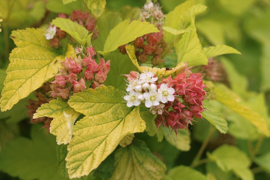 Ninebark, Physocarpus Opulifolius 'nugget' Ninebark One (1) 4 1/2 ...