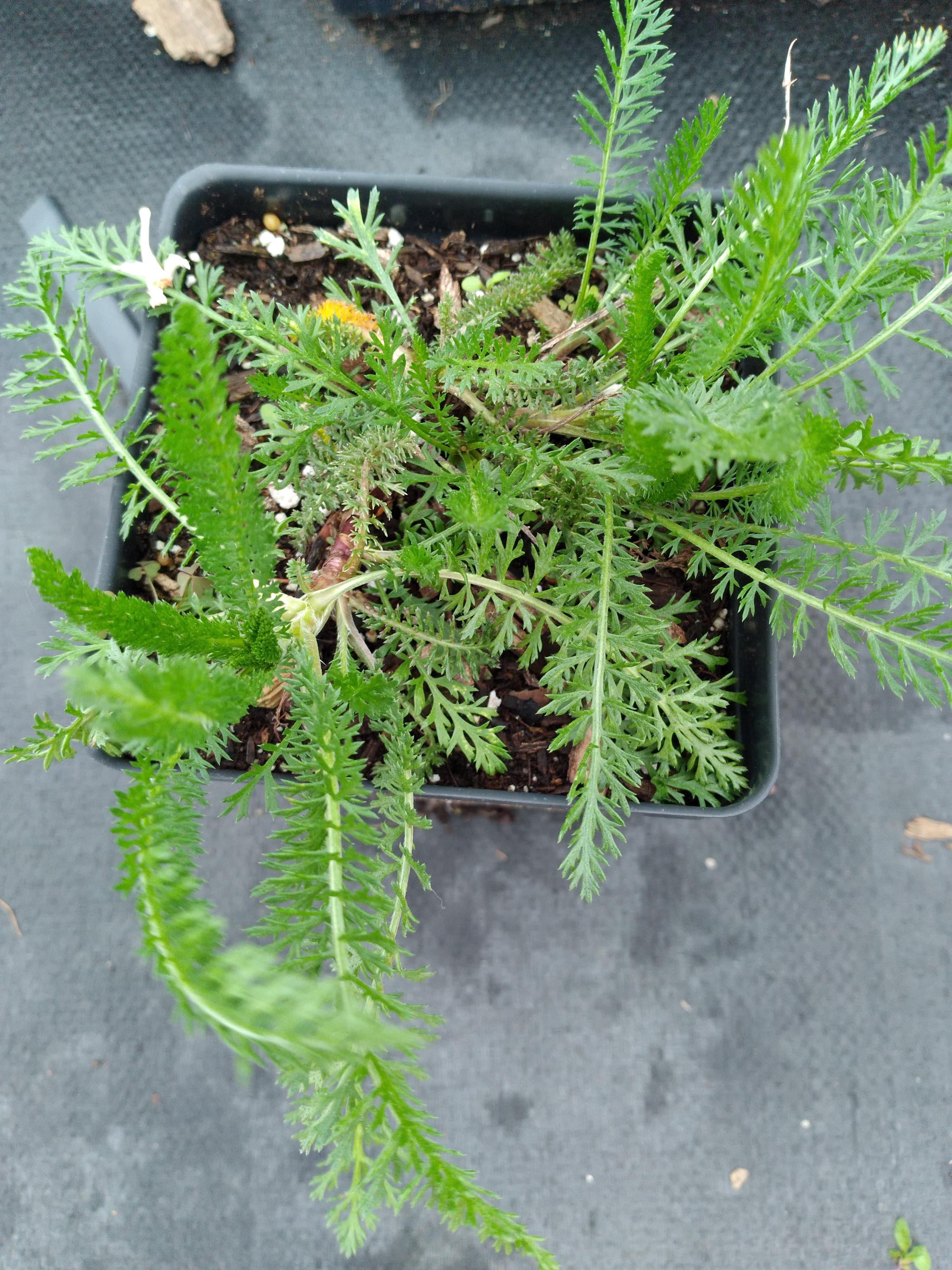 Yarrow, Achillea Millefolium 'colorado', Starter Plant! (1) One Live ...