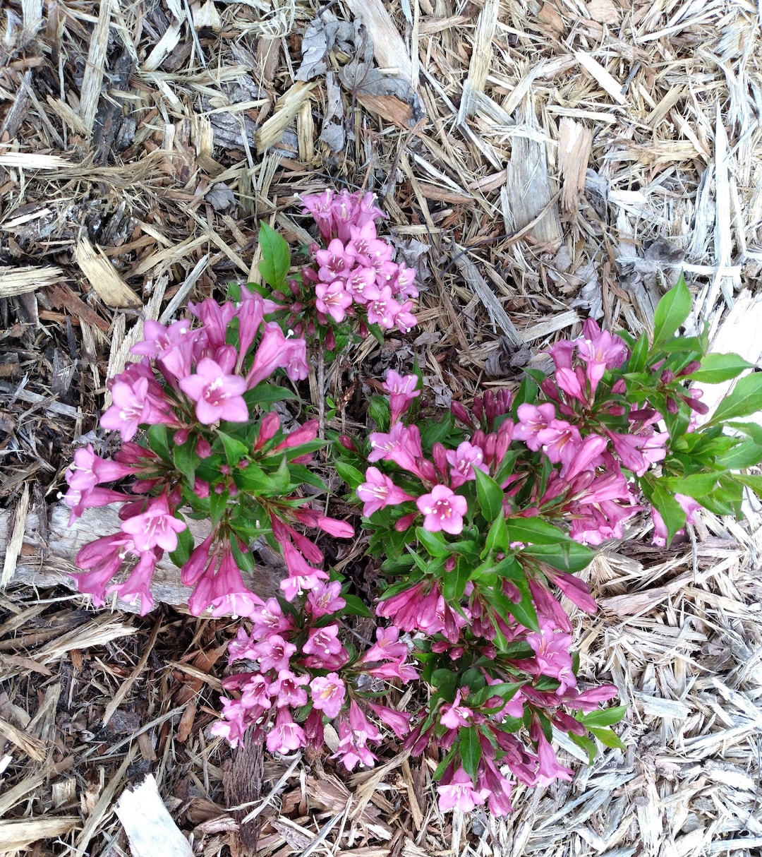 Weigela Florida 'rumba' 4 1/2" (1) One Starter Plant! Live Plant ...