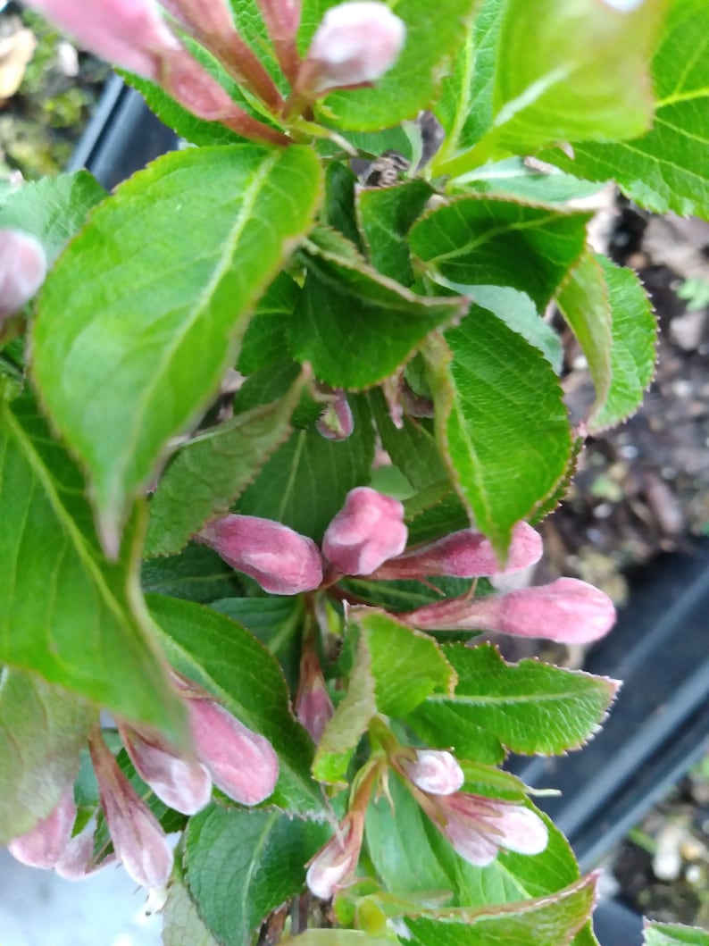 Weigela Florida 'polka' 4 1/2" (1) One Starter Plant! Live Plant ...