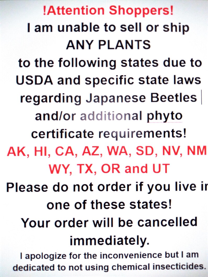 Ninebark, Physocarpus Opulifolius 'nugget' Ninebark One (1) 4 1/2 ...