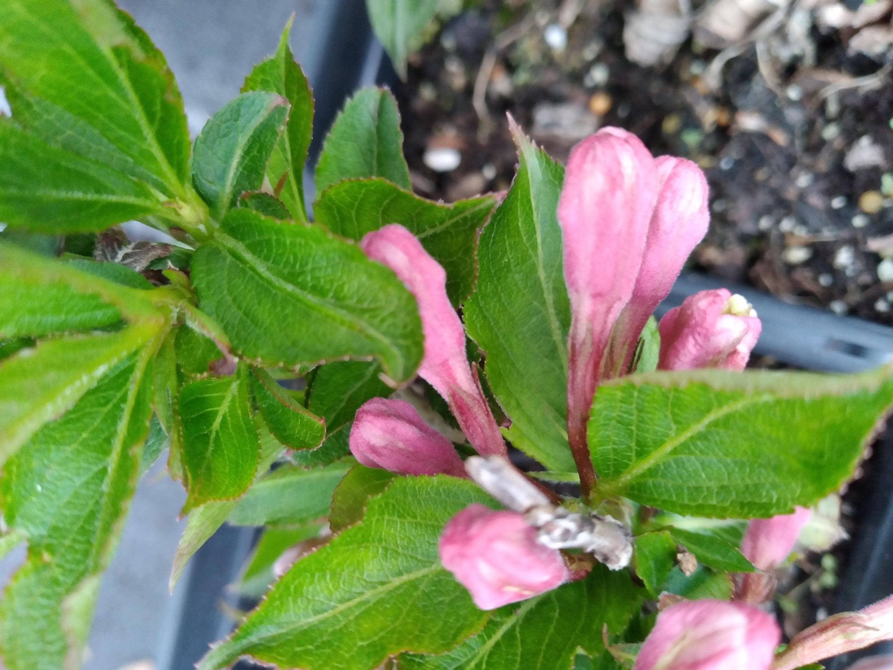 Weigela Florida 'polka' 4 1/2" (1) One Starter Plant! Live Plant ...