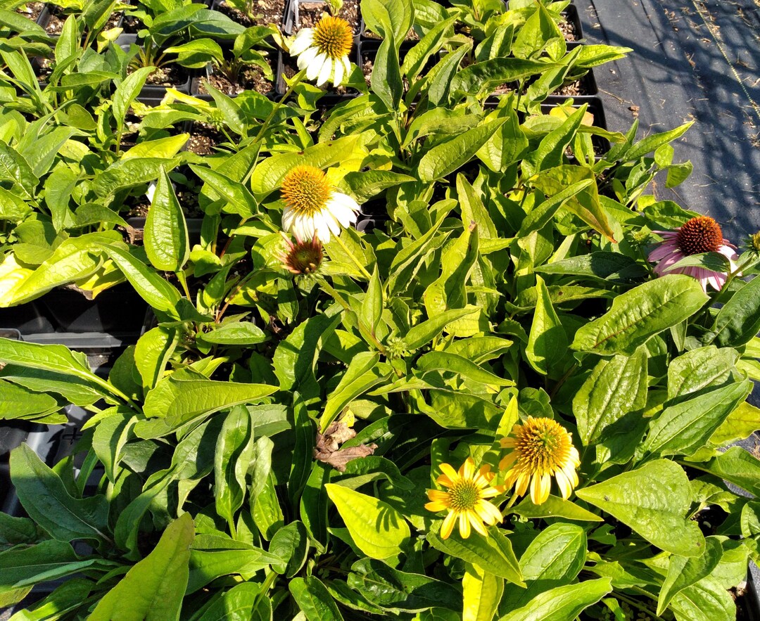 Coneflower, Echinacea Purpurea 'paradiso Dwarf Mix', (3) Three 4 1/2 ...