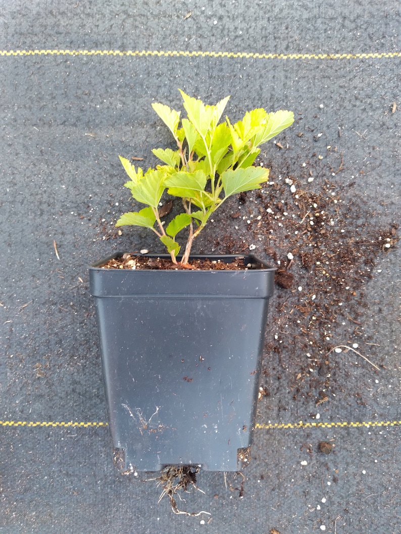Ninebark, Physocarpus Opulifolius 'nugget' Ninebark One (1) 4 1/2 ...