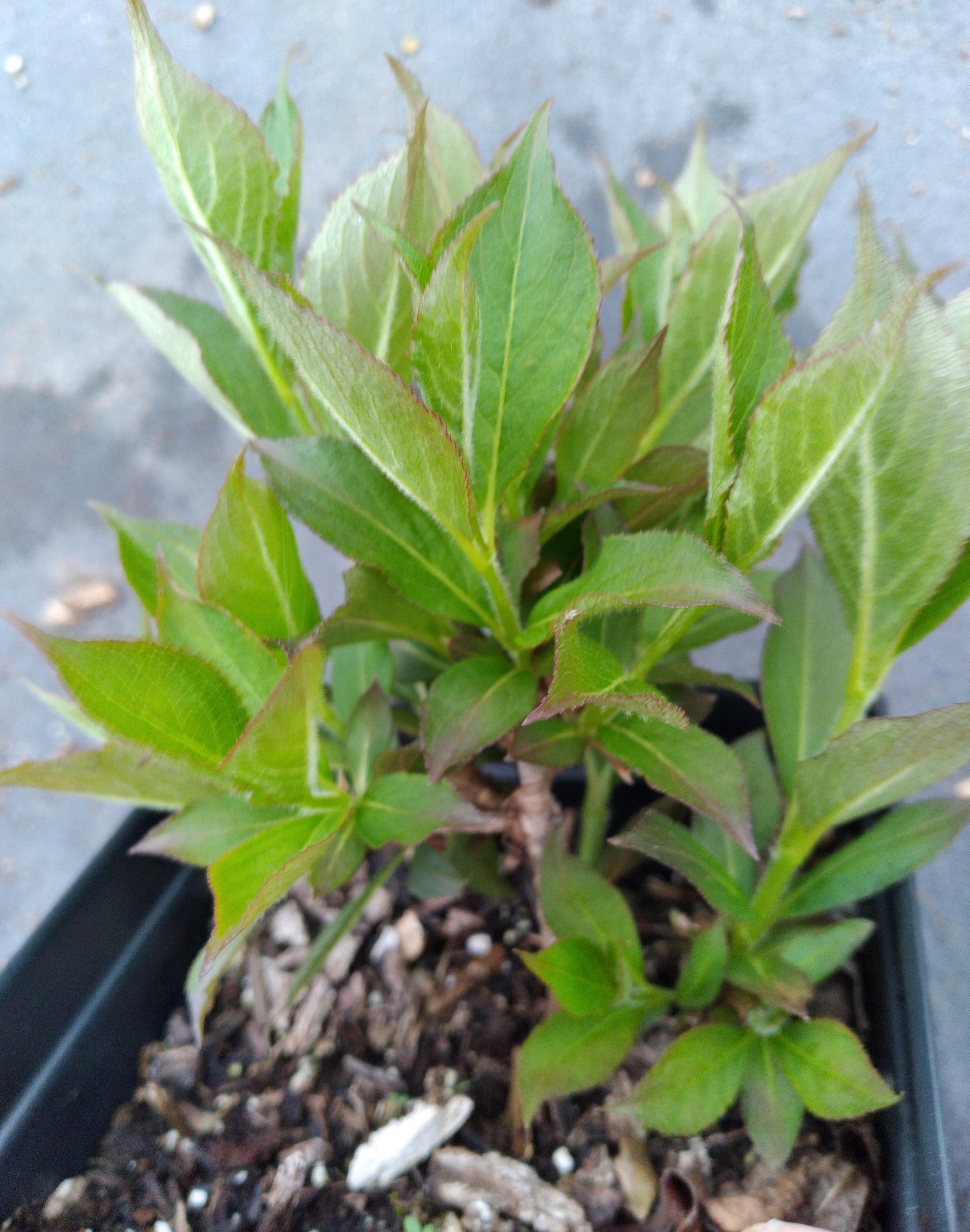Weigela Florida 'polka' 4 1/2" (1) One Starter Plant! Live Plant ...