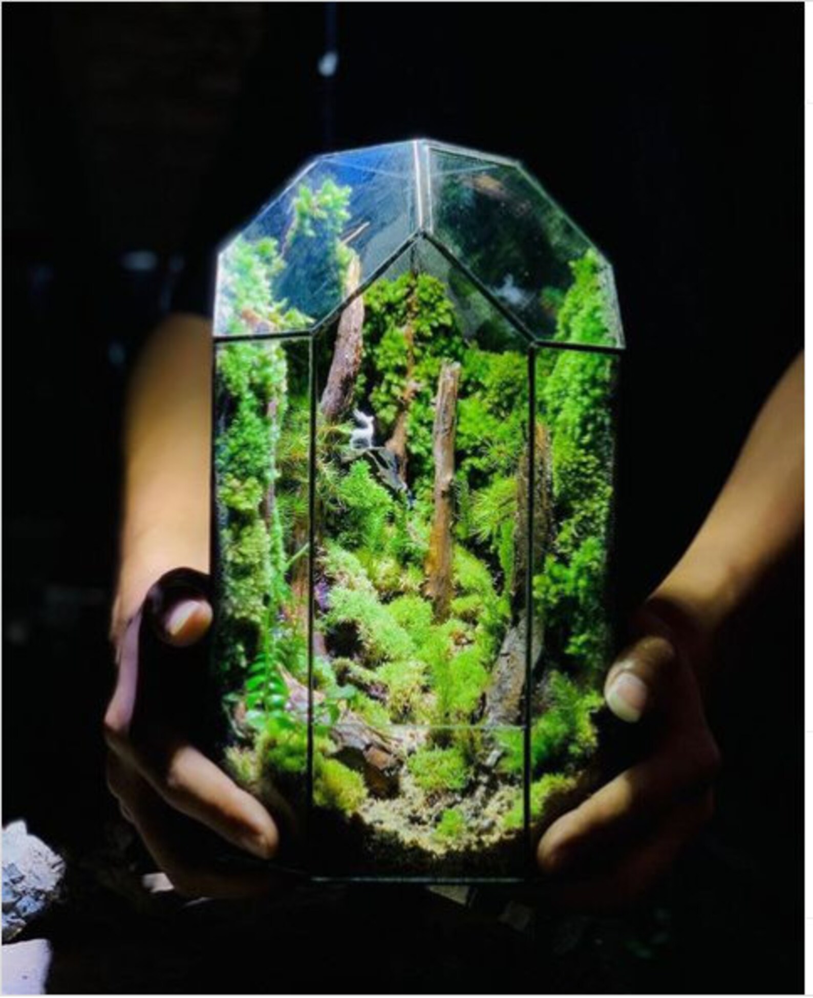 Digital Drawing for Printing! Stained Glass Terrarium. Project 189 (XL ...