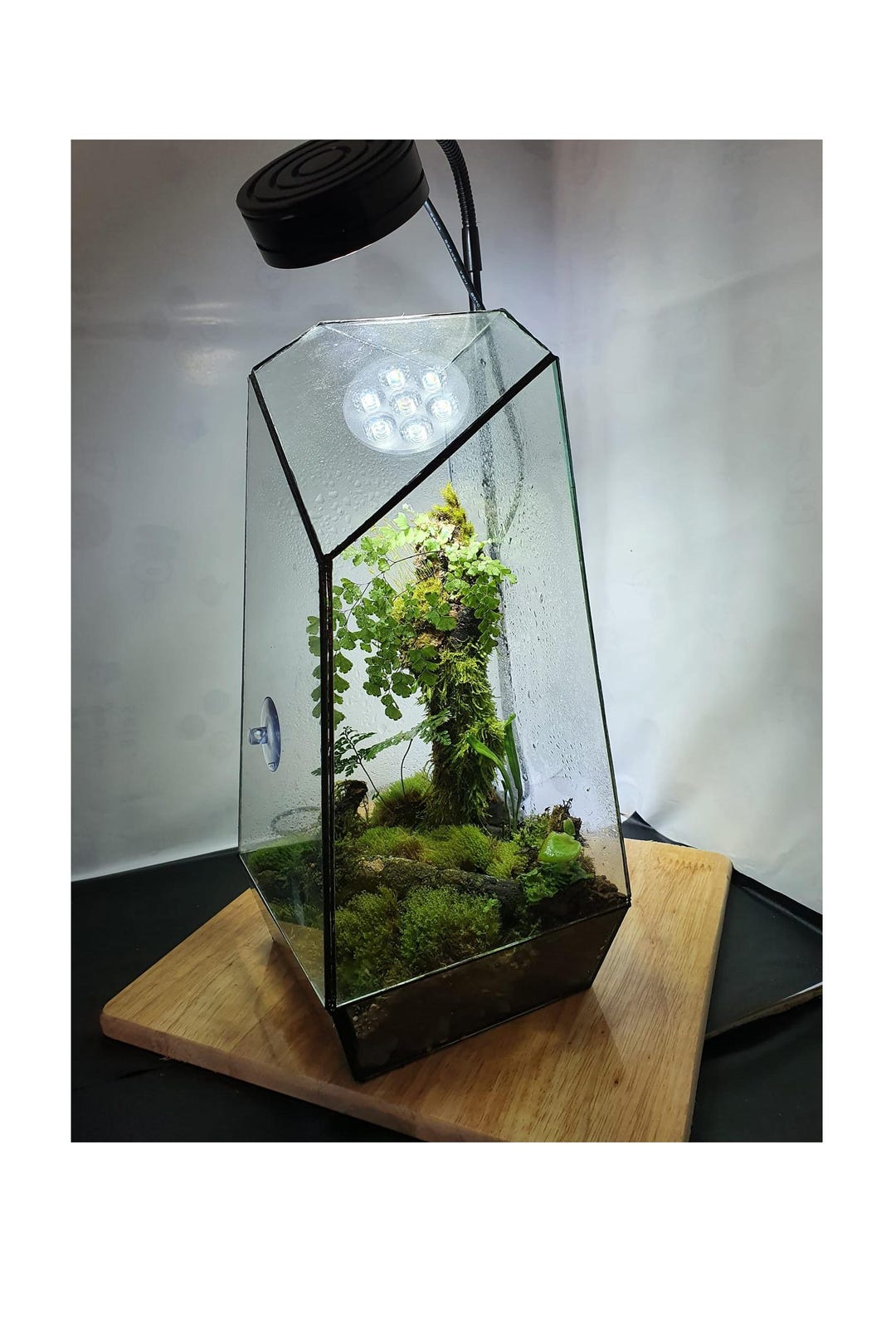 Digital Drawing for Printing! Stained Glass Terrarium. Project 127 (S ...