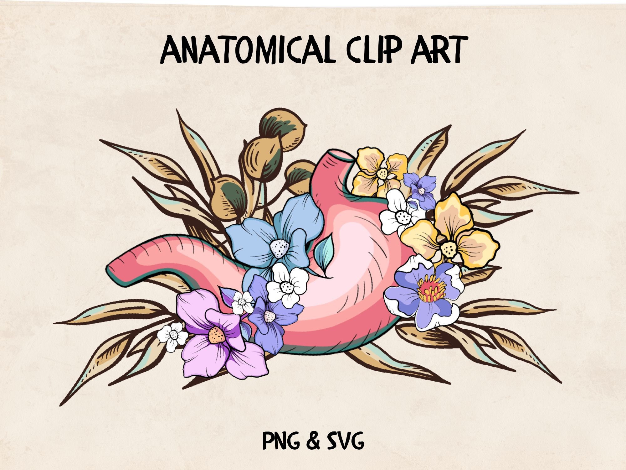 Stomach Anatomy Svg Png Clip Art Nursing Digital Design Doctor ...