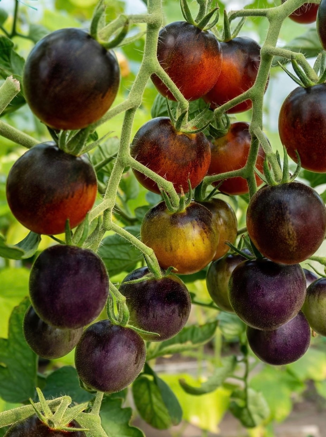 Indigo Blue Chocolate Tomato Plant Fully Grown Heirloom - Etsy
