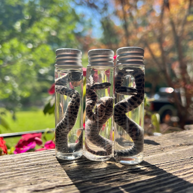 Wet Specimens - Etsy