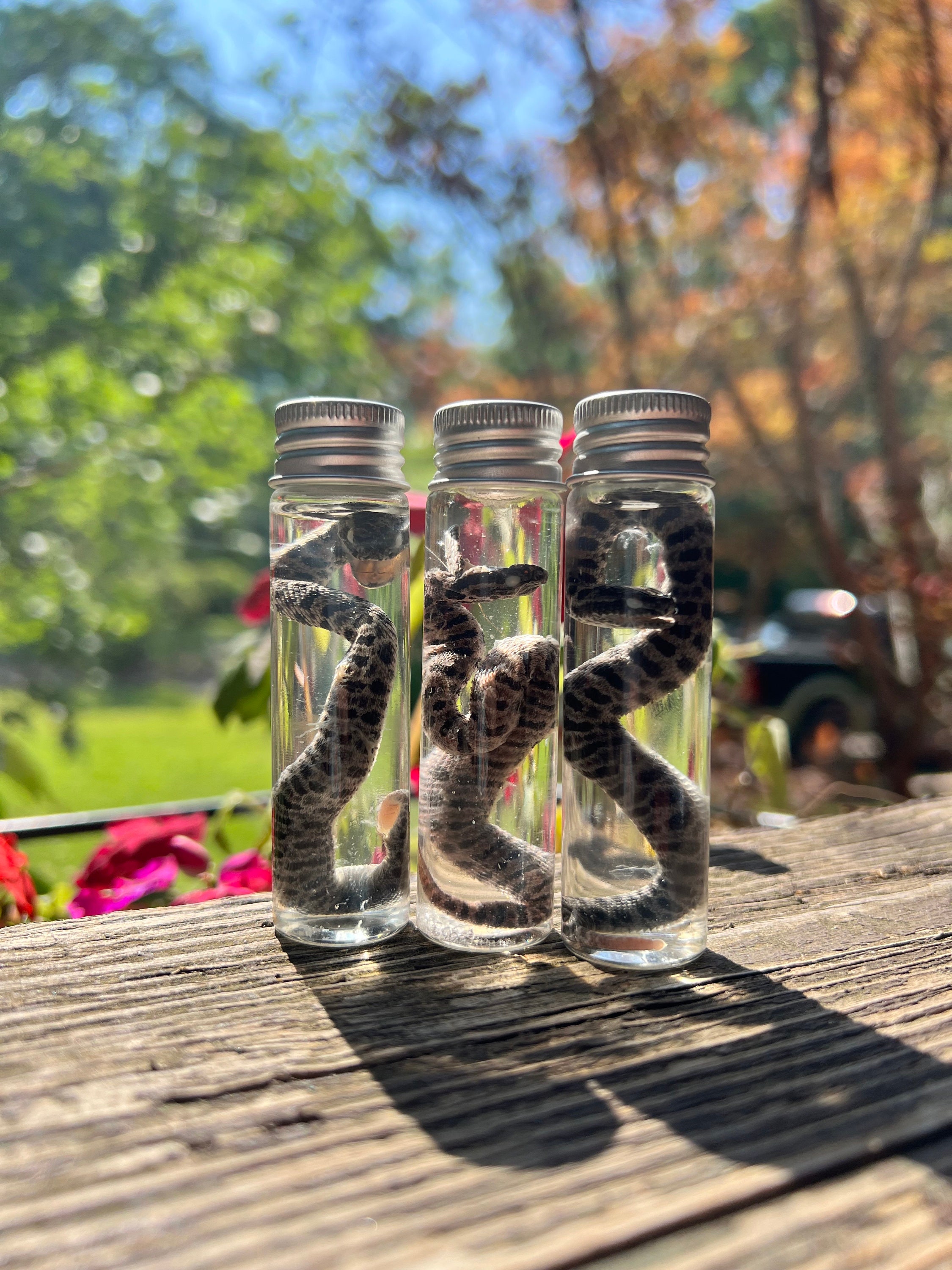 Pygmy Rattlesnake Wet Specimen - Etsy