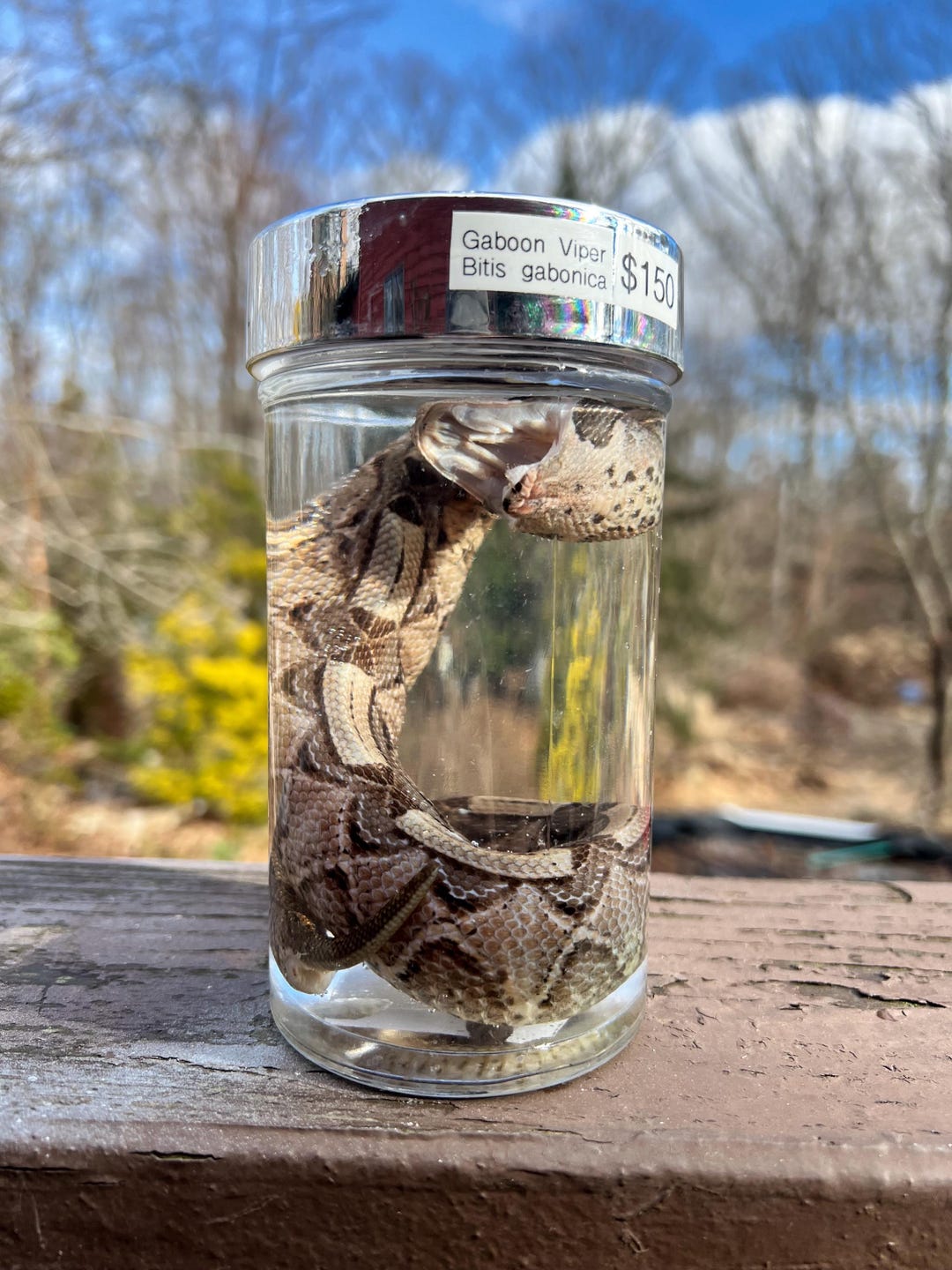 Venomous Gaboon Viper Wet Specimen - Etsy