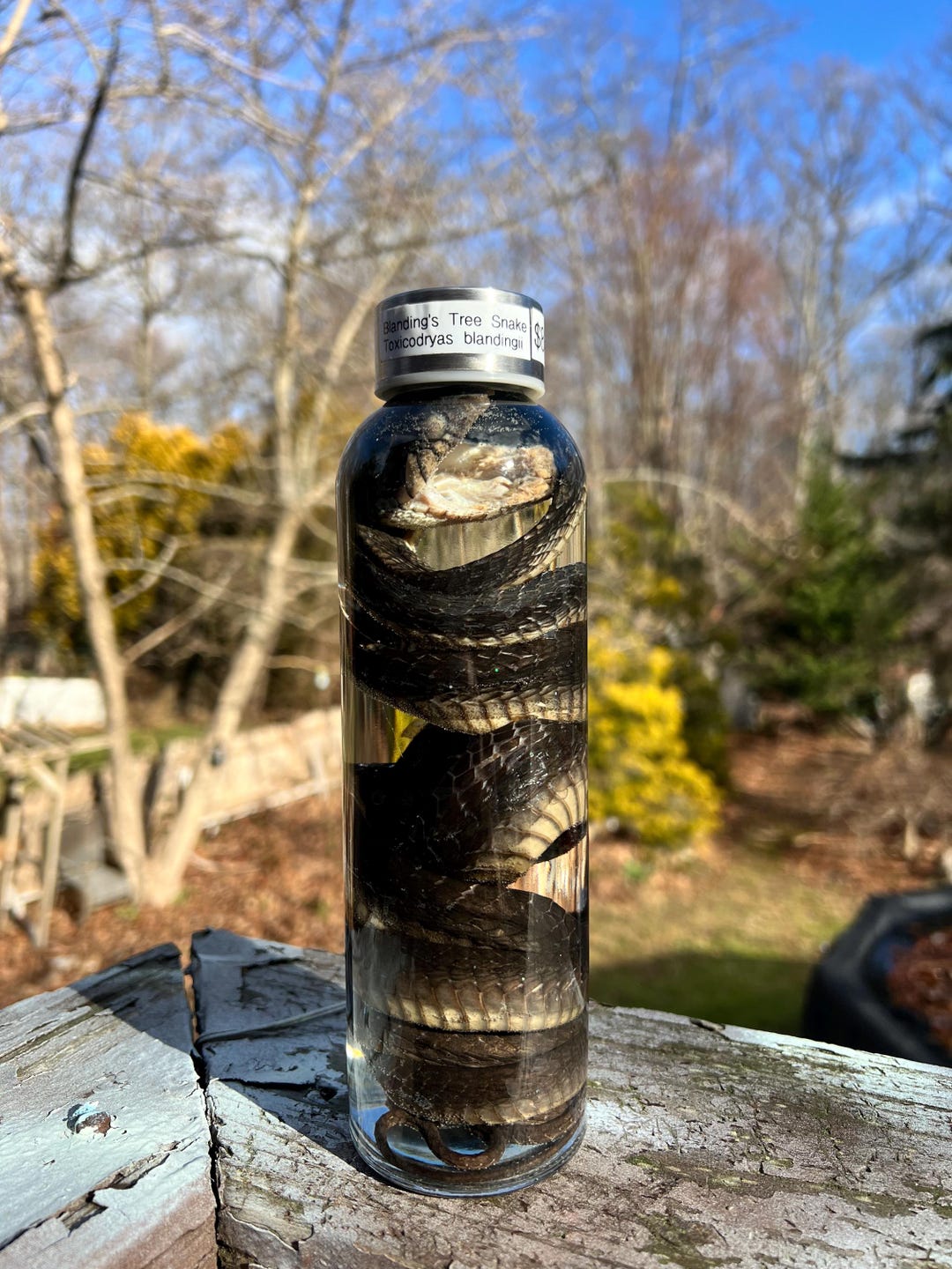 Venomous Blanding's Tree Snake Wet Specimen - Etsy