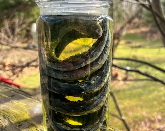 Venomous Green Mamba Wet Specimen - Etsy