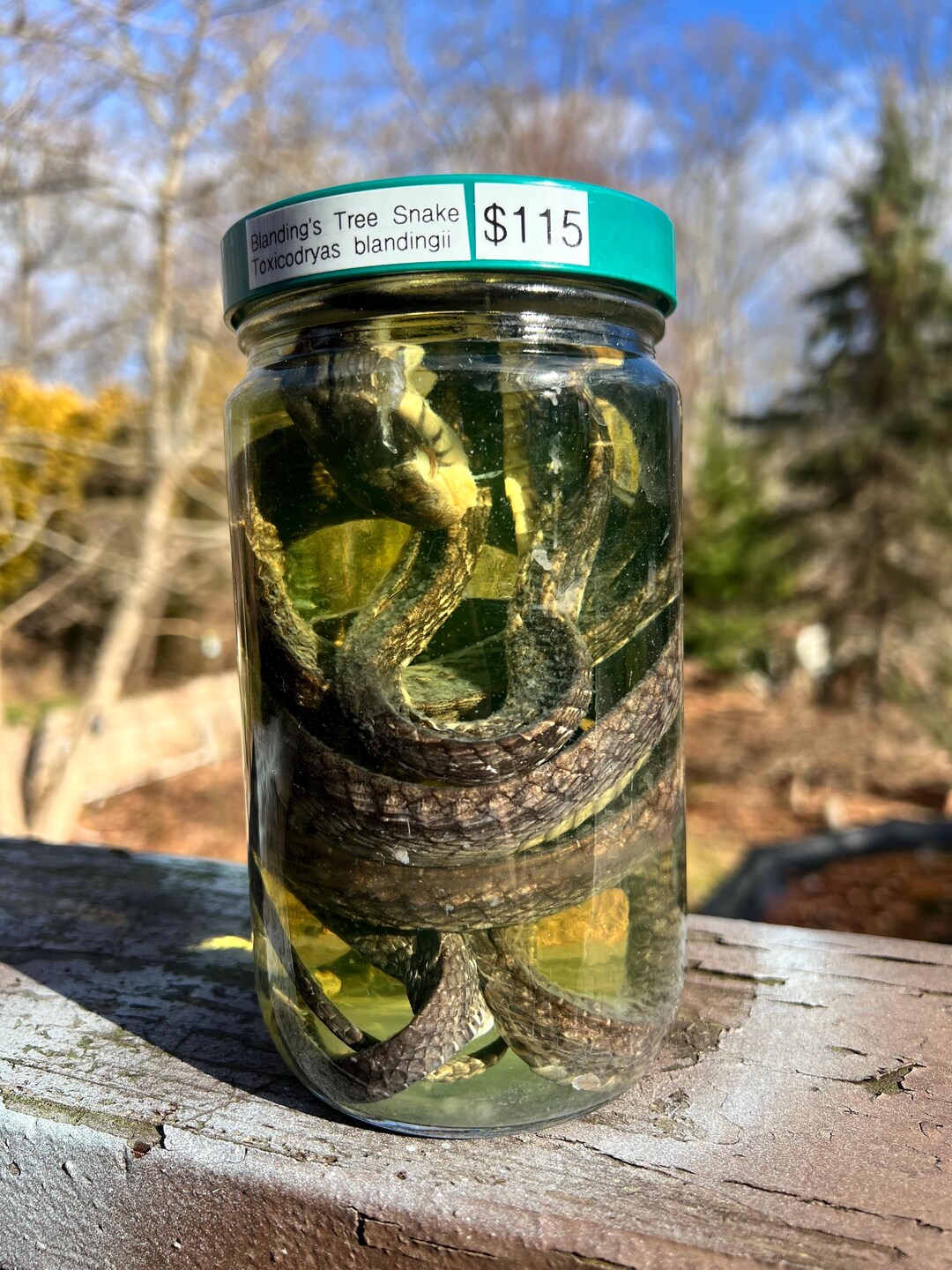 Venomous Blanding's Tree Snake Wet Specimen - Etsy