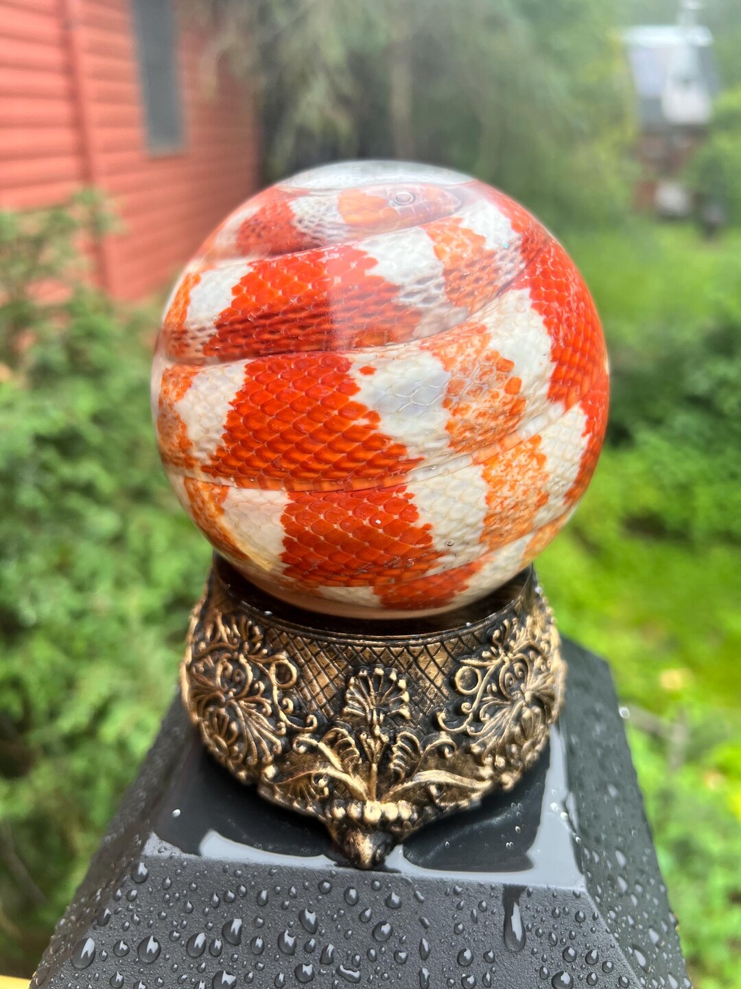 Albino Honduran Milk Snake Globe Specimen - Etsy