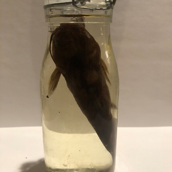 Wet Specimen - Etsy