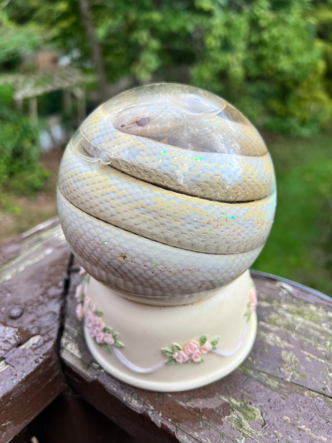 Beautiful Adult Yellow Corn Snake Globe Specimen - Etsy