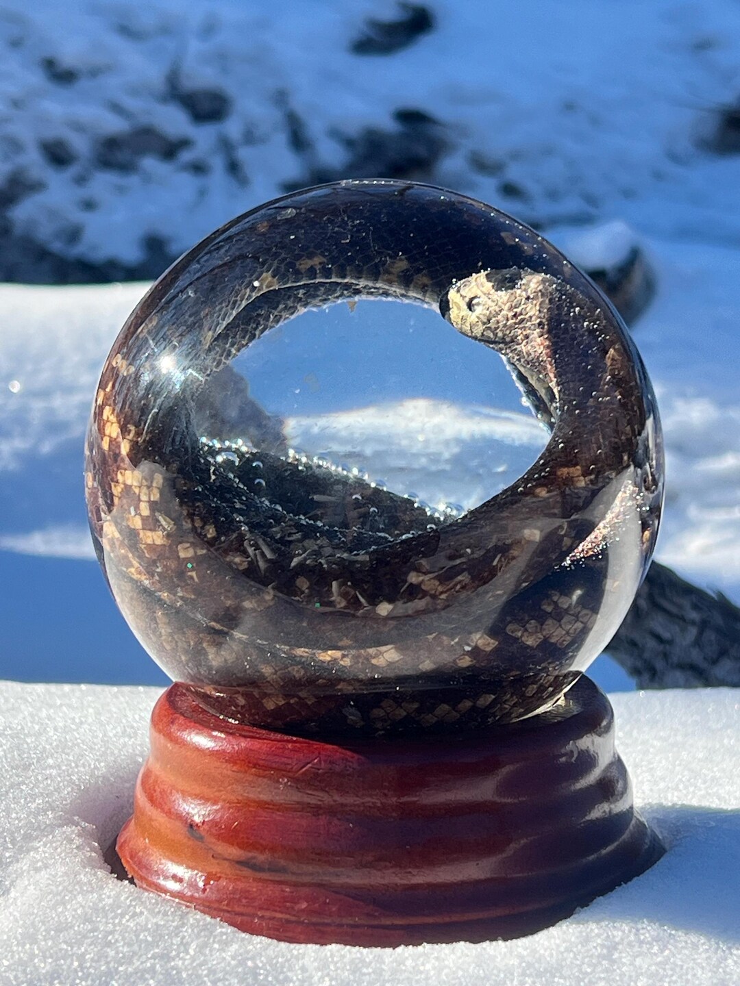 Calabar Burrowing Boa Globe Wet Specimen - Etsy