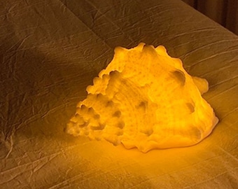 Conch Shell Light - Etsy