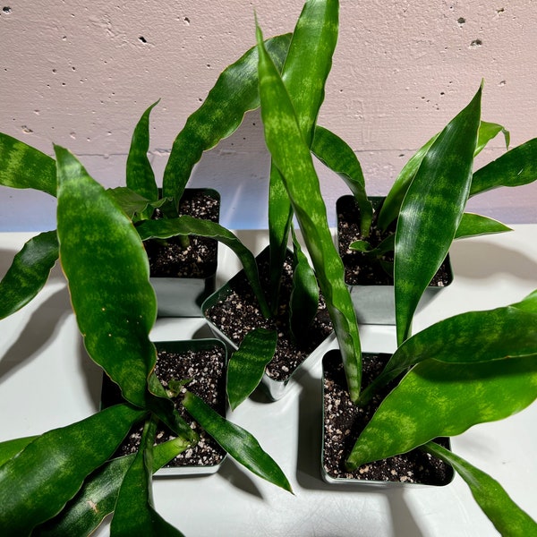 Jaboa Snake Plant - Etsy
