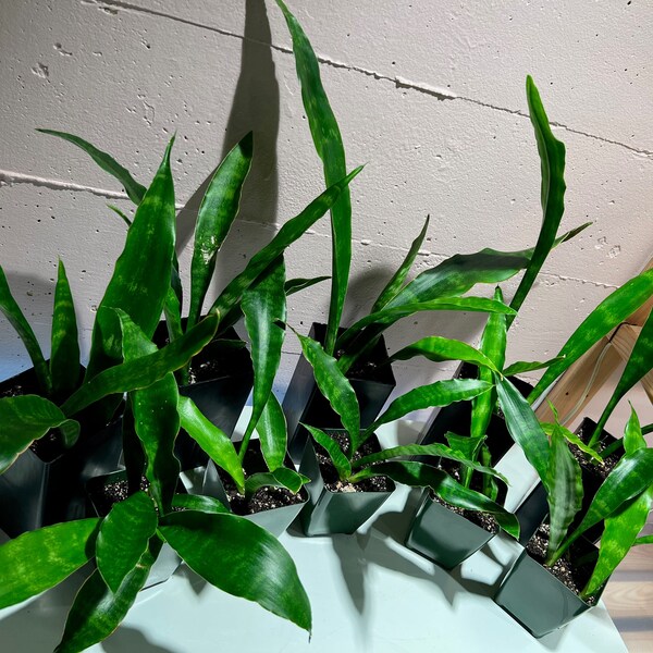 Jaboa Snake Plant - Etsy