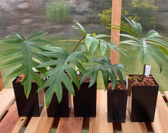 Philodendron “mayoi” - Etsy