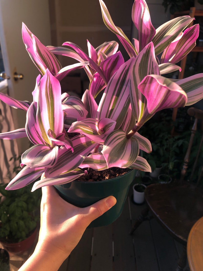 Tradescantia Nanouk-wandering Jew-pink Nanouk Rooted in - Etsy