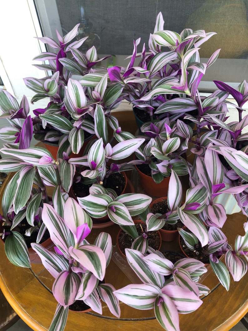 Tradescantia Nanouk-wandering Jew-pink Nanouk Rooted in - Etsy