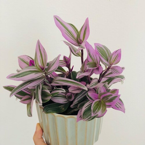Tradescantia Nanouk-wandering Jew-pink Nanouk Rooted in - Etsy