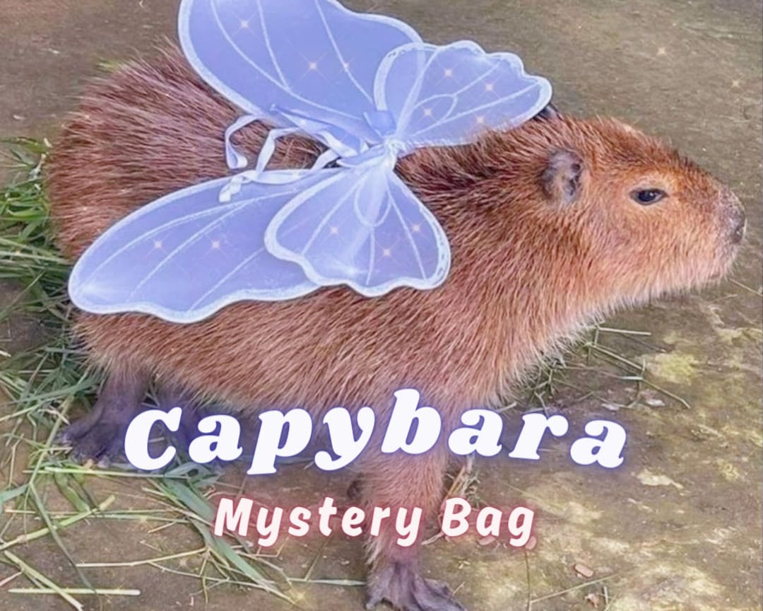 Capybara Mystery Bag, Capybara Theme Box, Capybara Plush, Capybara ...