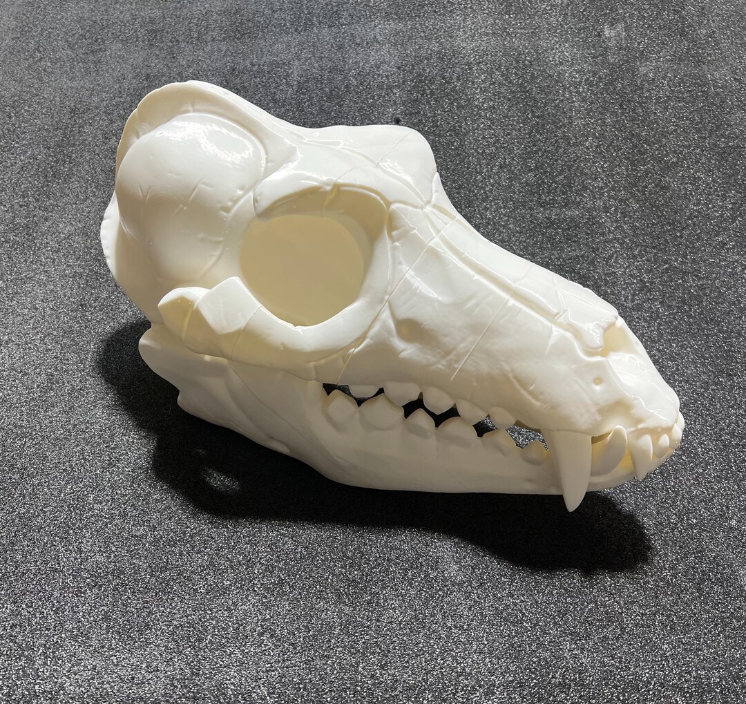 Dire Wolf Skull Lifesize Huge Bigfoot Archaeology - Etsy