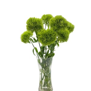 Dianthus Green Ball - Fresh Cut Flowers - Etsy