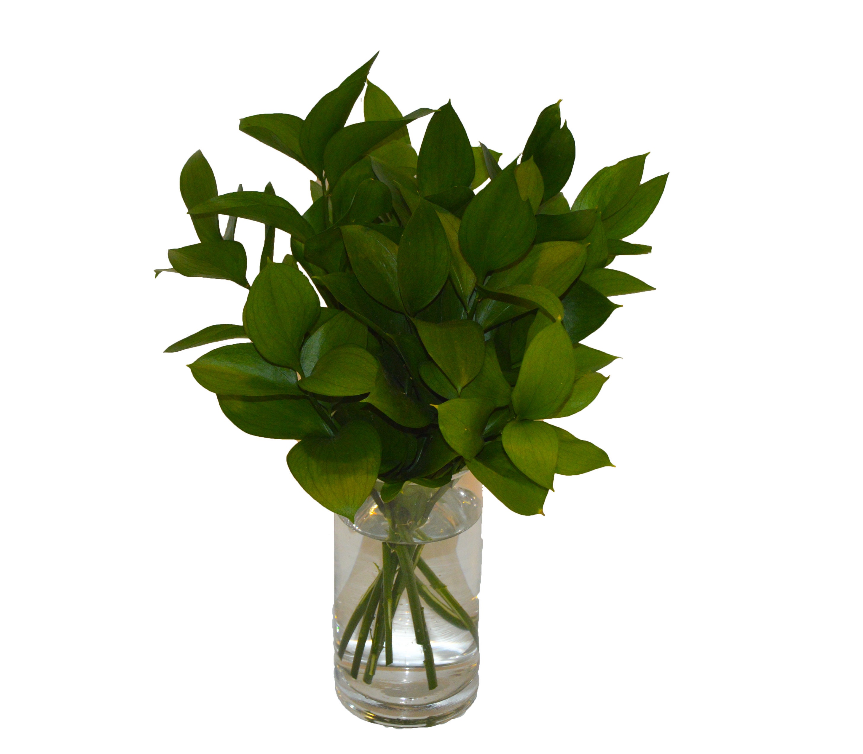 Fresh Cut Israeli Ruscus - Etsy