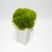 Dianthus Green Ball - Fresh Cut Flowers - Etsy