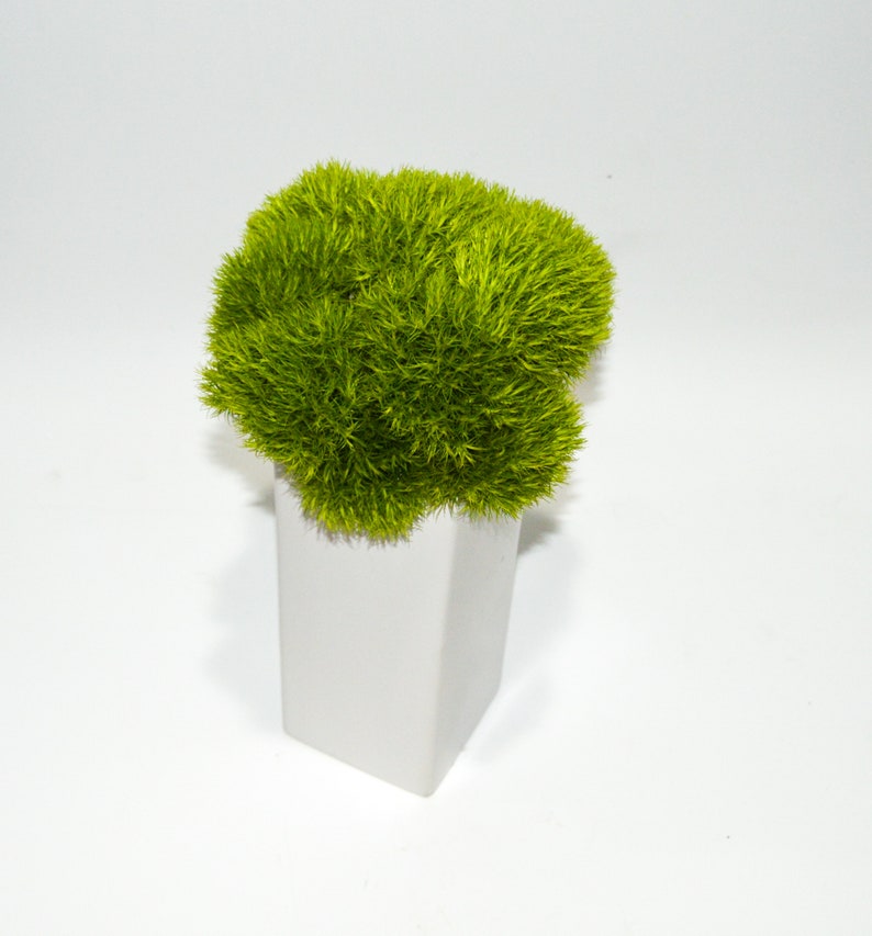 Dianthus Green Ball - Fresh Cut Flowers - Etsy