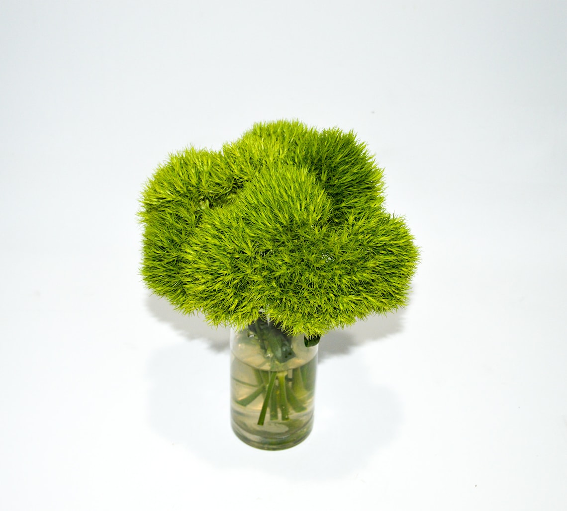 Dianthus Green Ball - Fresh Cut Flowers - Etsy