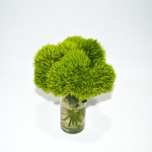 Dianthus Green Ball - Fresh Cut Flowers - Etsy