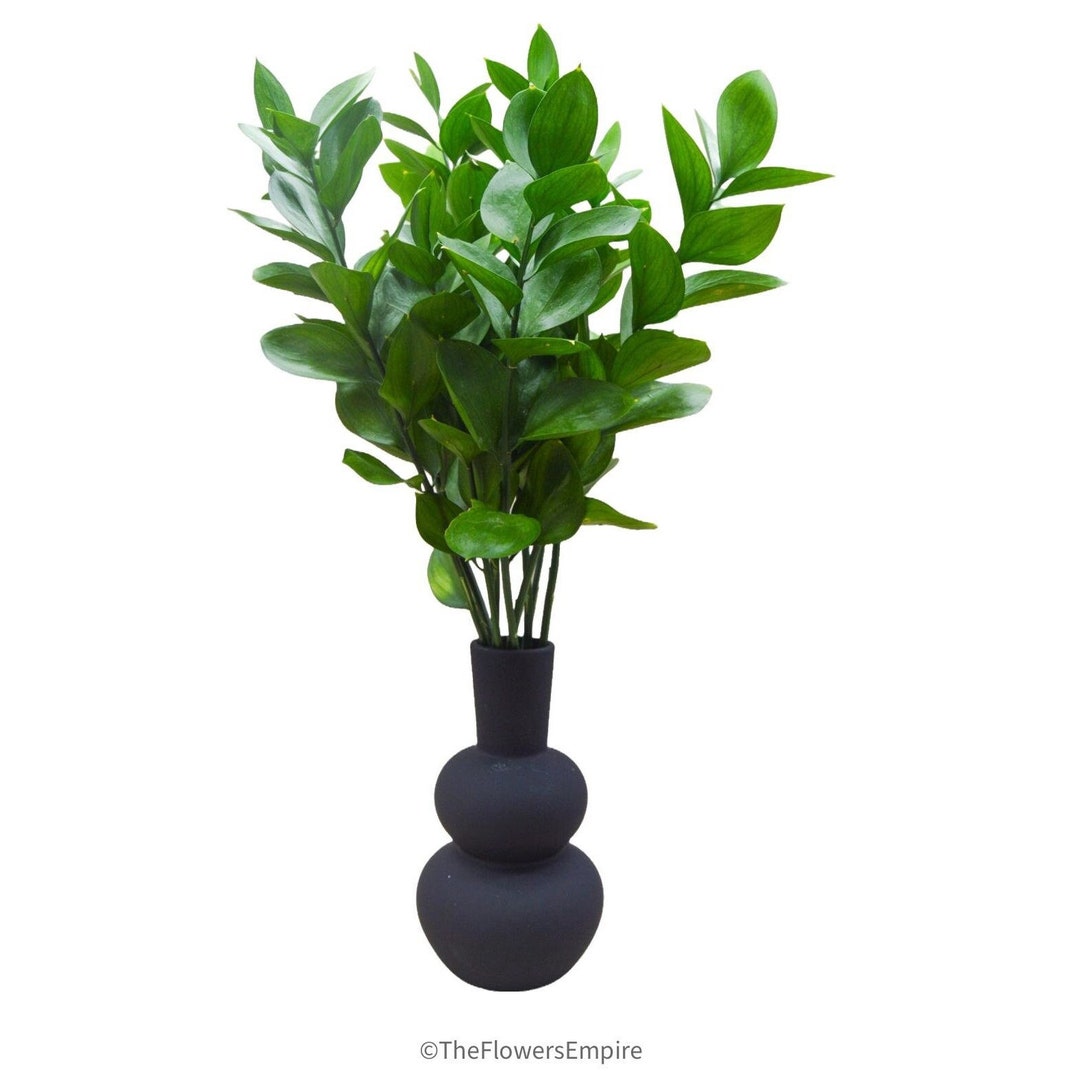 Fresh Cut Israeli Ruscus - Etsy